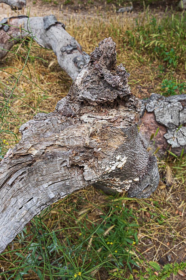 Fallen Oak Branches on Grassy Ground with Fox Tail Weeds Stock Image ...