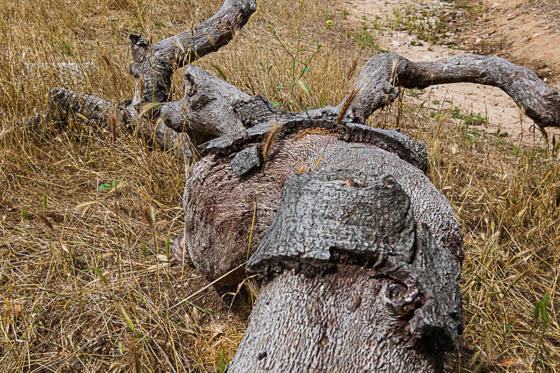 Fallen Oak Branches on Grassy Ground with Fox Tail Weeds Stock Image ...