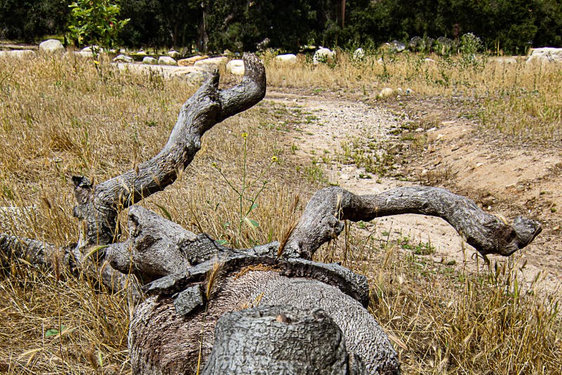 Fallen Oak Branches on Grassy Ground with Fox Tail Weeds Stock Photo ...
