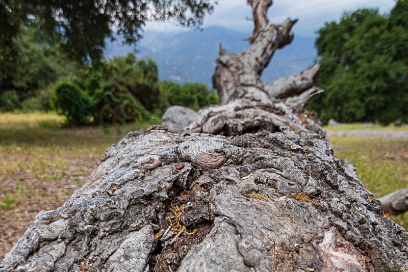 Fallen Oak Branches on Grassy Ground with Fox Tail Weeds Stock Image ...