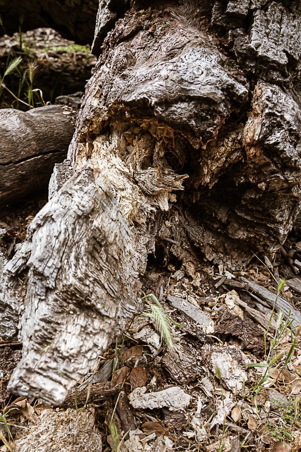 Fallen Oak Branches on Grassy Ground with Fox Tail Weeds Stock Photo ...
