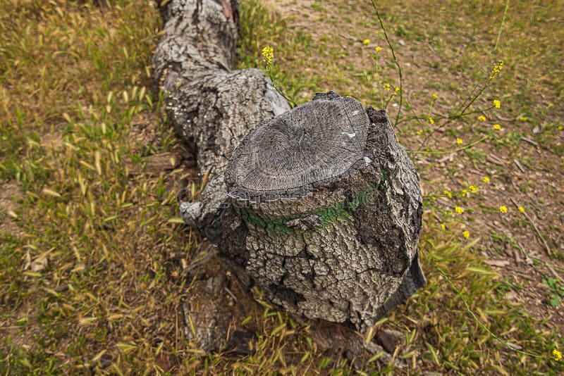 Fallen Oak Branches on Grassy Ground with Fox Tail Weeds Stock Photo ...