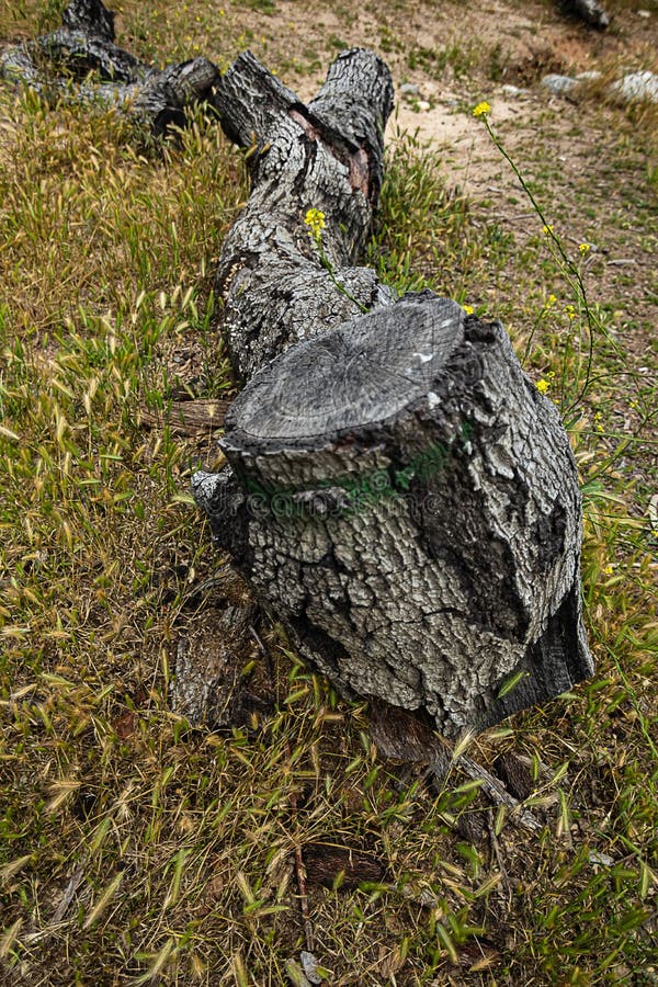 Fallen Oak Branches on Grassy Ground with Fox Tail Weeds Stock Image ...