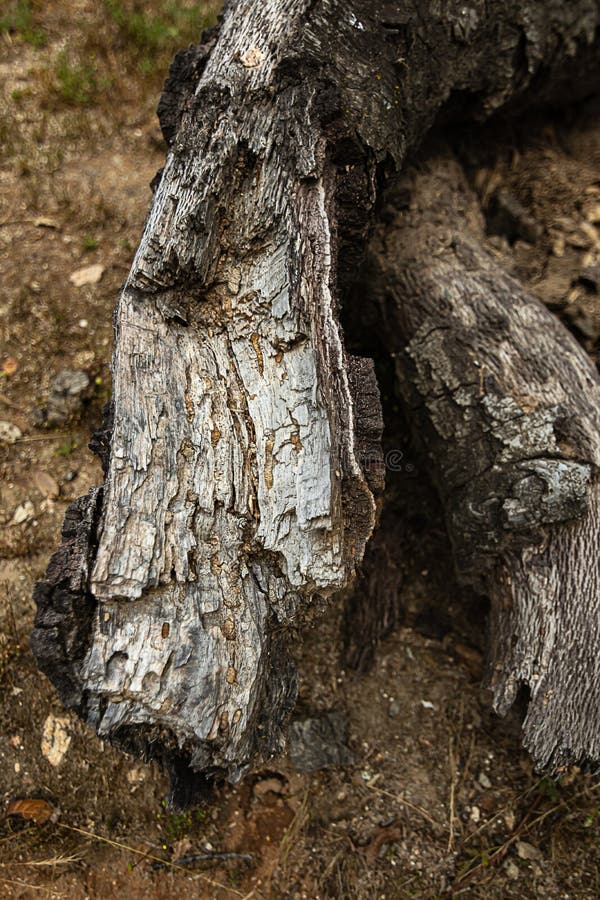 Fallen Oak Branches on Grassy Ground with Fox Tail Weeds Stock Photo ...