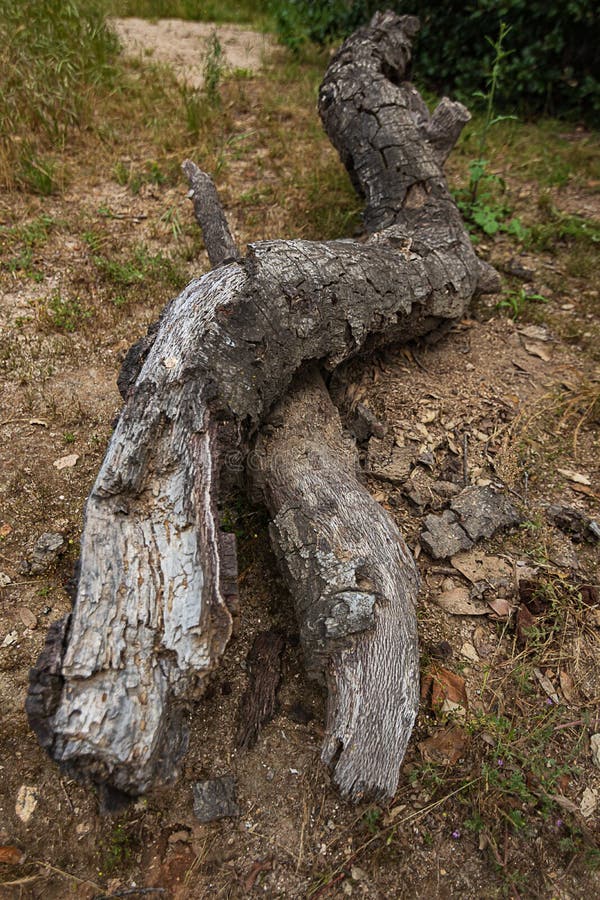 Fallen Oak Branches on Grassy Ground with Fox Tail Weeds Stock Image ...
