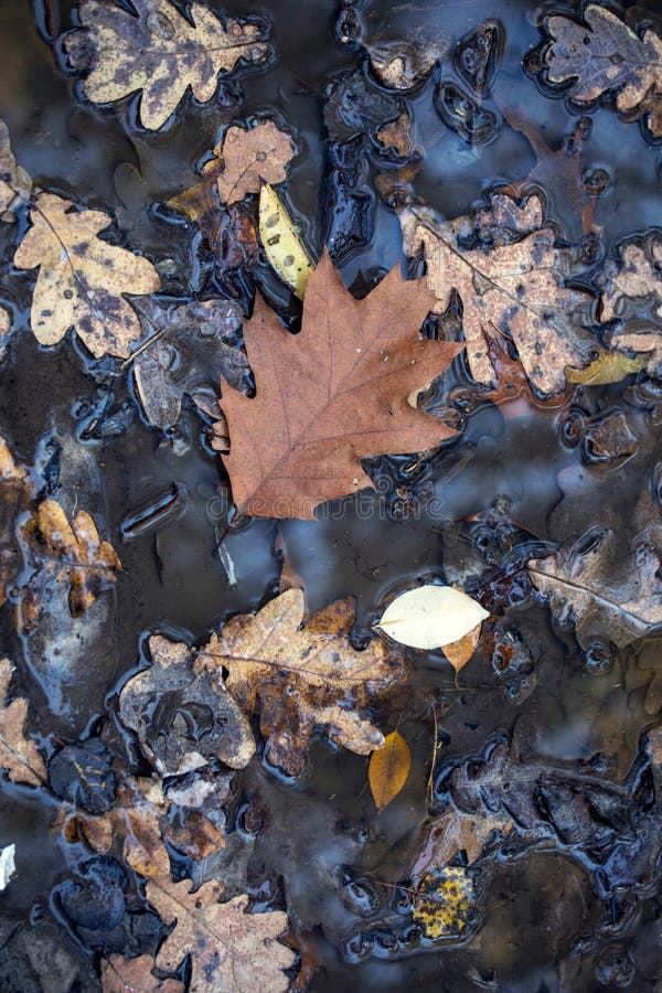 Fallen Oak in the Lake Natural Background, Vertical Leaf, Oak Leaf ...