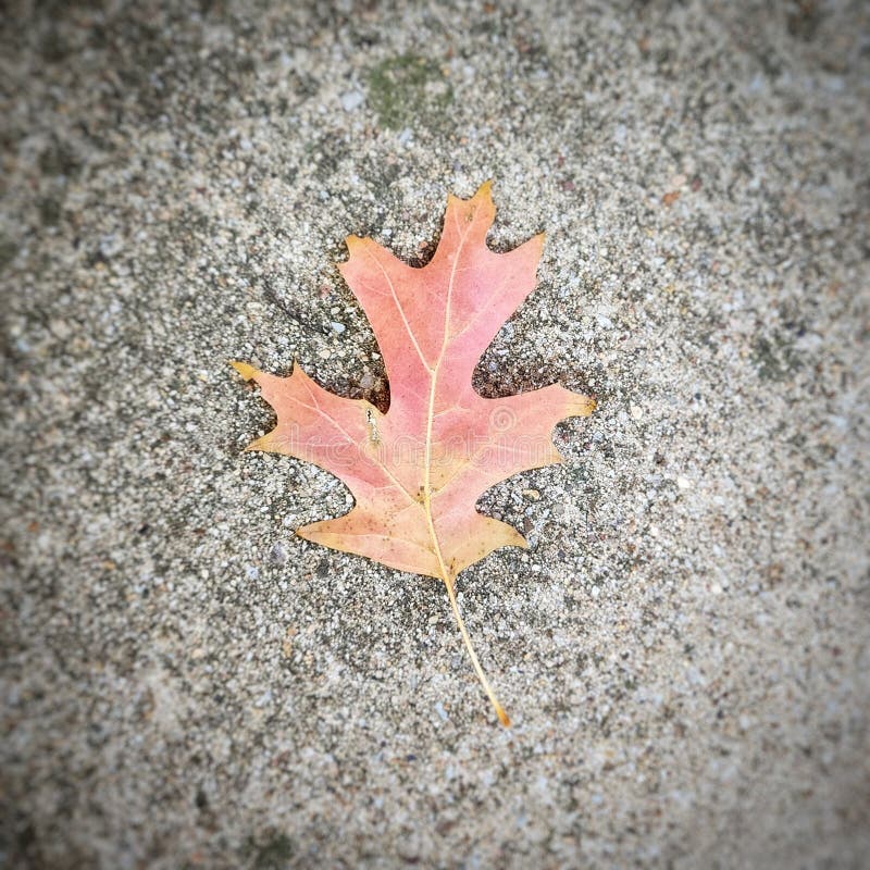 Fallen Oak Leaf in Fall Color Lying on Concrete Pavement Stock Photo ...