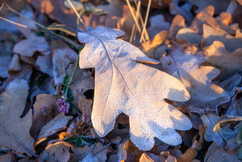 Fallen Oak Leaf with Frost in Sunlight Stock Image - Image of details ...