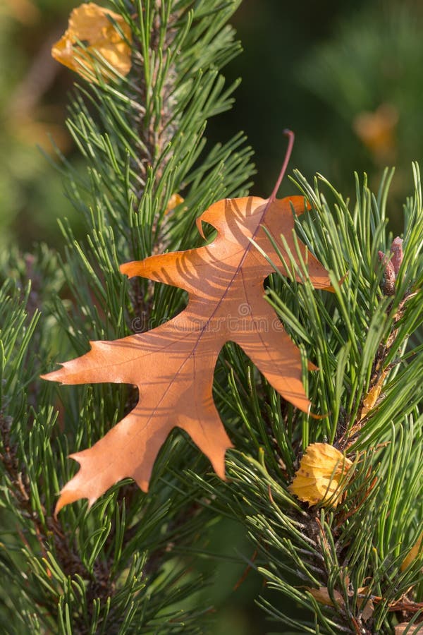 Fallen oak leaf stock image. Image of green, coniferous - 162192581