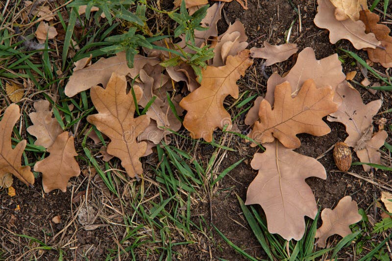 Fallen Oak Leaves and Acorns on the Green Lawn Stock Photo - Image of ...
