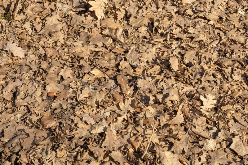 Fallen Oak Leaves. Oak Leaves Background. Te Stock Photo - Image of ...