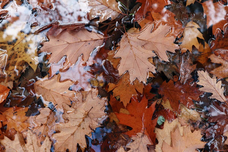 Fallen oak leaves stock image. Image of texture, nature - 216049457