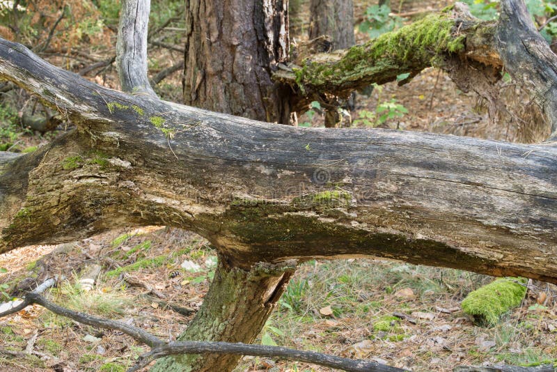 Fallen oak tree detail stock photo. Image of deciduous - 176262910