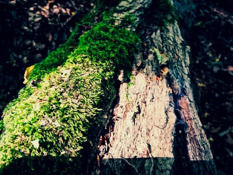 Fallen Oak Tree stock image. Image of tree, bark, fallentree - 123650179