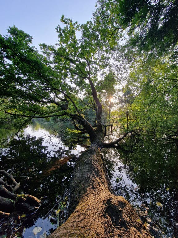 Fallen Oak Tree into a Pond Stock Image - Image of reflective, nature ...