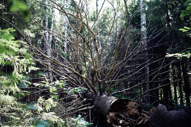 Fallen Old Branchy Tree in the Forest Stock Photo - Image of tree ...