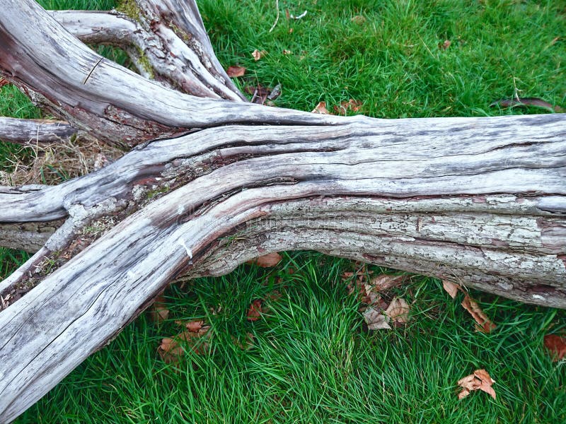 Fallen Old Dry Dead Tree Log. Nature Age Stock Image - Image of fallen ...