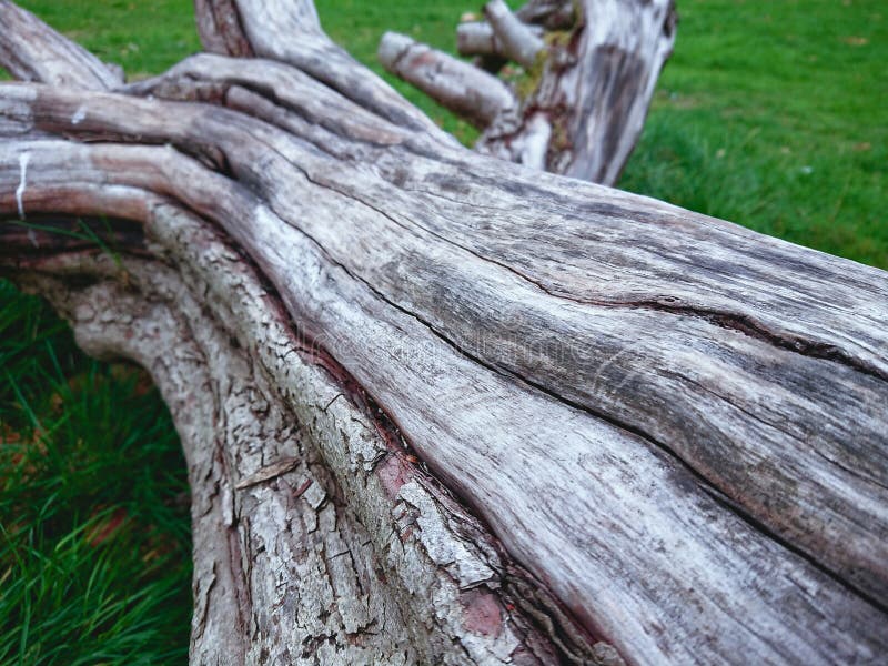 Fallen Old Dry Dead Tree Log. Nature Age Stock Image - Image of nature ...