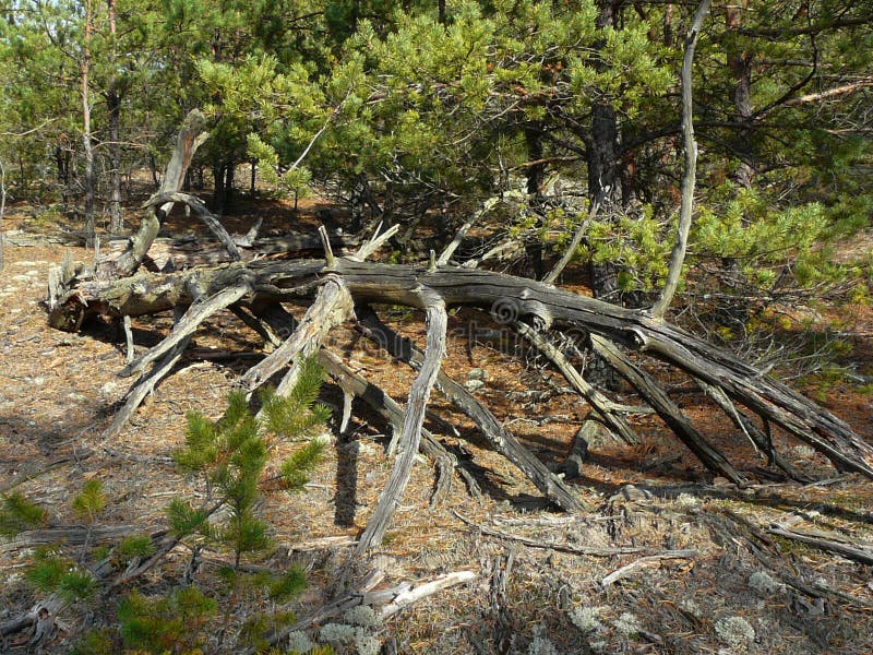 Fallen Old Dry Tree in a Young Pine Forest Stock Image - Image of ...