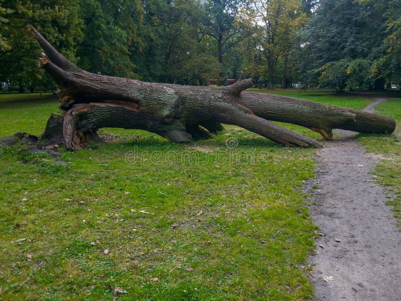 Fallen Huge Tree on Path in South Park in Wroclaw Stock Photo - Image ...