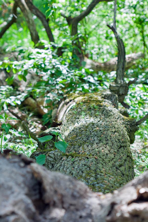 Old Fallen Oak Tree In Forest Stock Image - Image of park, natural ...