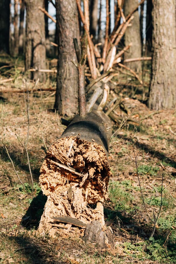 Fallen Old Pine Tree Trunk. Windfall in Forest. Storm Damage Stock ...