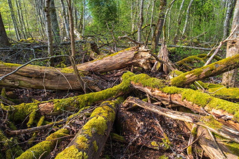 Fallen Old Rotten Tree Trunks with Moss in a Forest Stock Photo - Image ...