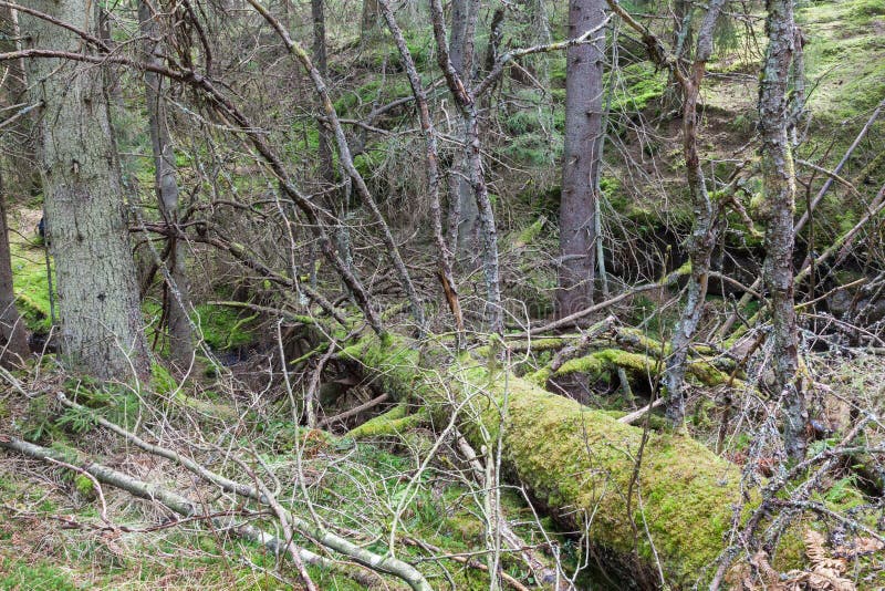 Fallen old spruce tree stock image. Image of taiga, beauty - 39218825