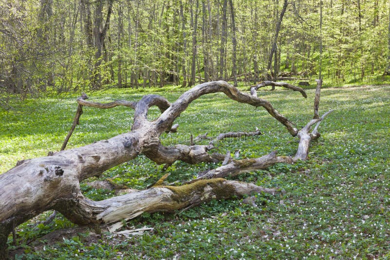 Fallen old tree stock photo. Image of flowers, plant - 22628582