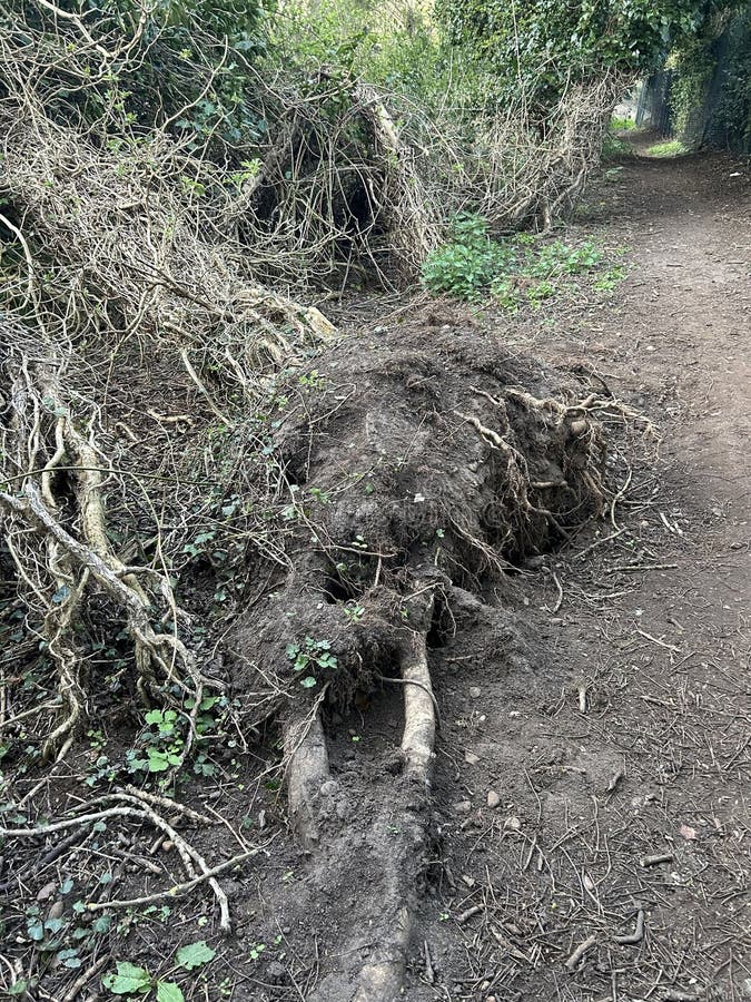Fallen Old Tree with Exposed Roots Visible Stock Photo - Image of ...