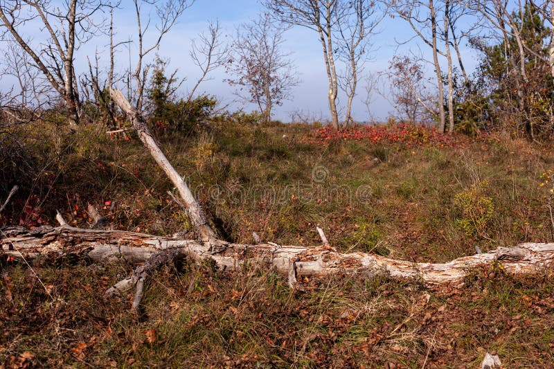 A Fallen Old Tree in the Wood Stock Image - Image of death, nature ...