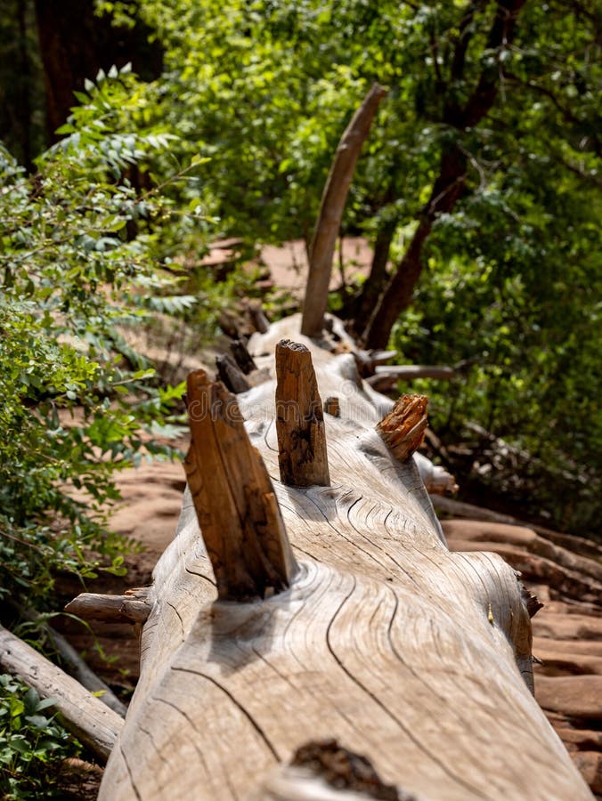 Fallen Old Tree Trunk in the Forest Stock Photo - Image of trees ...