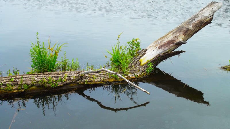 Fallen tree in water stock photo. Image of boat, activity - 36149066