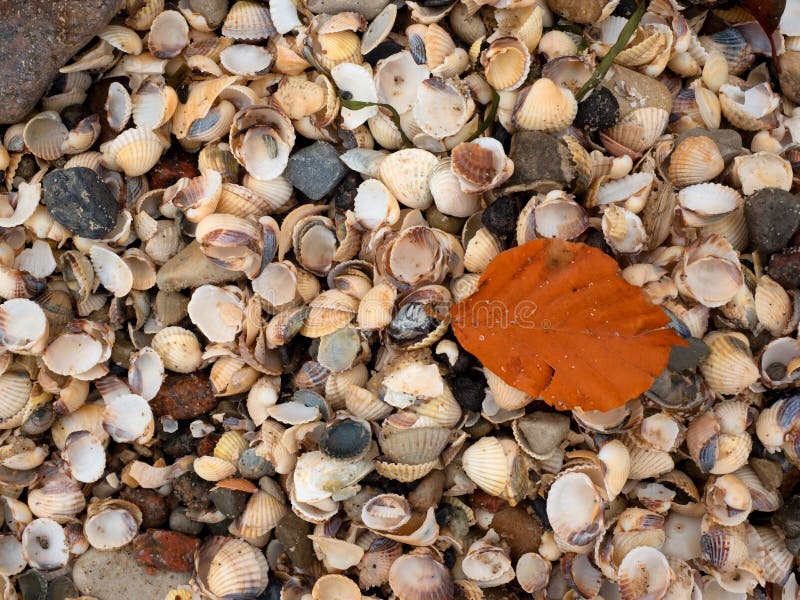 Fallen Orange Leaf on Thousands Seashells, Empty Shell on Beach Stock ...