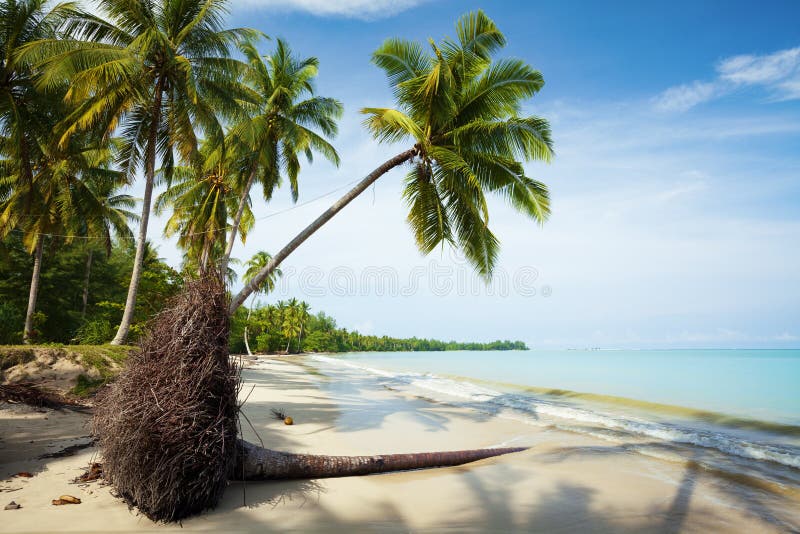 Fallen palm Tree stock image. Image of holiday, derawan - 56965557