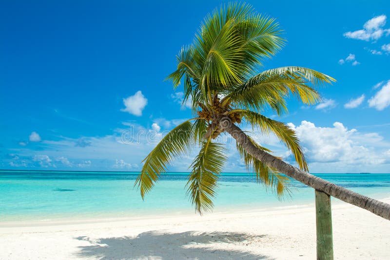 Fallen palm tree stock image. Image of maldives, lagoon - 99628285