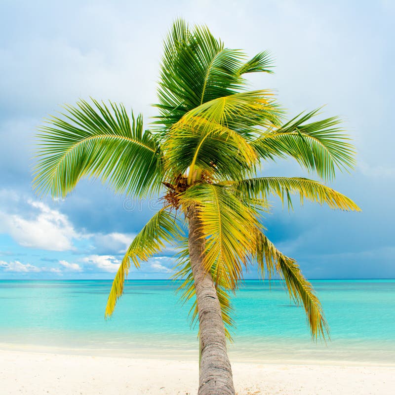 Fallen palm tree stock photo. Image of maldives, fresh - 99628468