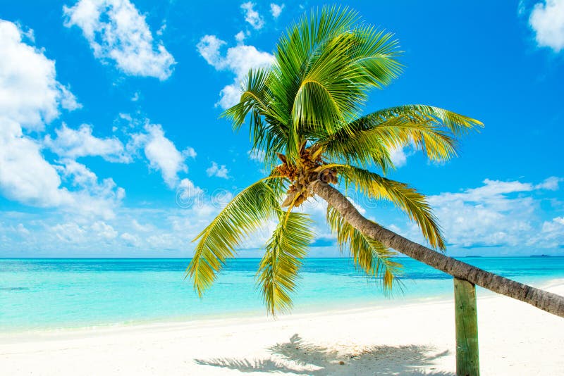 Fallen palm tree stock photo. Image of beach, fallen - 99628608