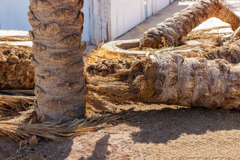 Fallen Palm Tree on the Ground. Withered Palm Tree Stock Photo - Image ...