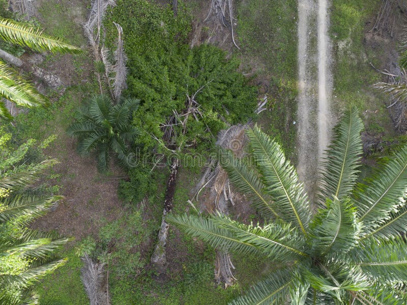 The Fallen Palm Tree Trunk on the Ground at the Plantation 275 Stock ...