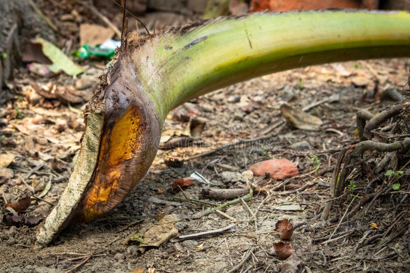 Fallen Palm Tree Trunk Resting on Ground in Natural Setting Stock Image ...