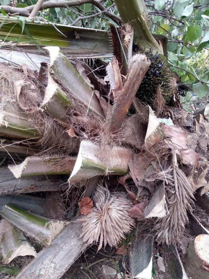 Fallen Palm Trees and There are Still Young Palm Fruit Stock Photo ...
