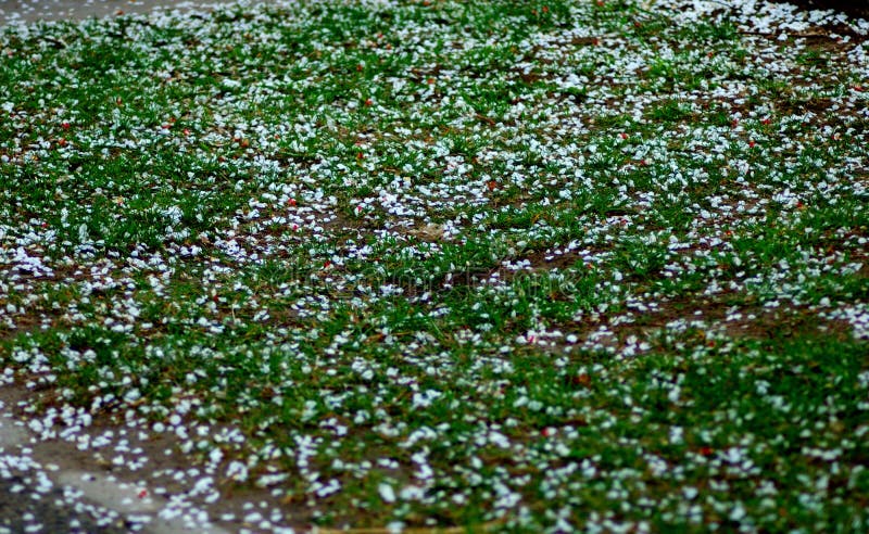 Fallen Peach Tree Flowers in the Grass. Stock Illustration ...