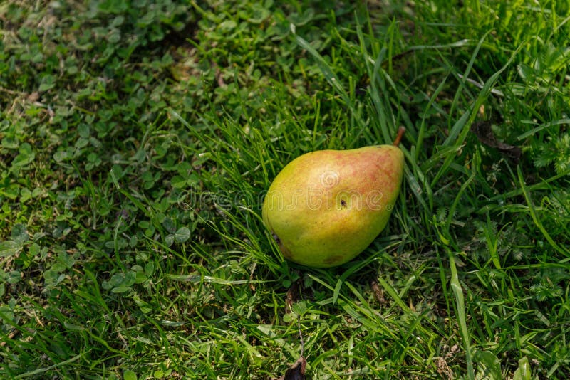 Pear with worm hole stock image. Image of worm, pear - 17130703