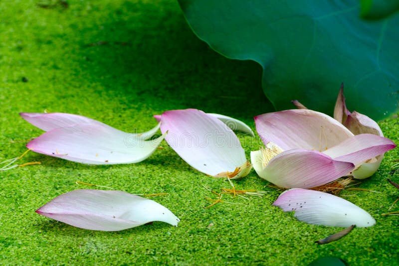 Fallen red petals stock image. Image of tone, floral - 136434733