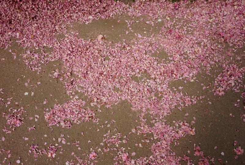 Fallen red petals stock image. Image of tone, floral - 136434733