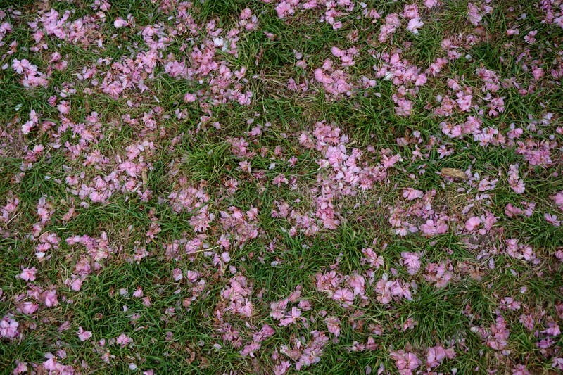 The Fallen Petals of Cherry-sakura on the Grass Stock Image - Image of ...