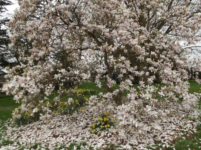 Fallen Petals stock image. Image of fallen, petals, spring - 90102173