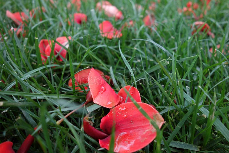 Fallen petals stock image. Image of color, bouquet, flourish - 31103935