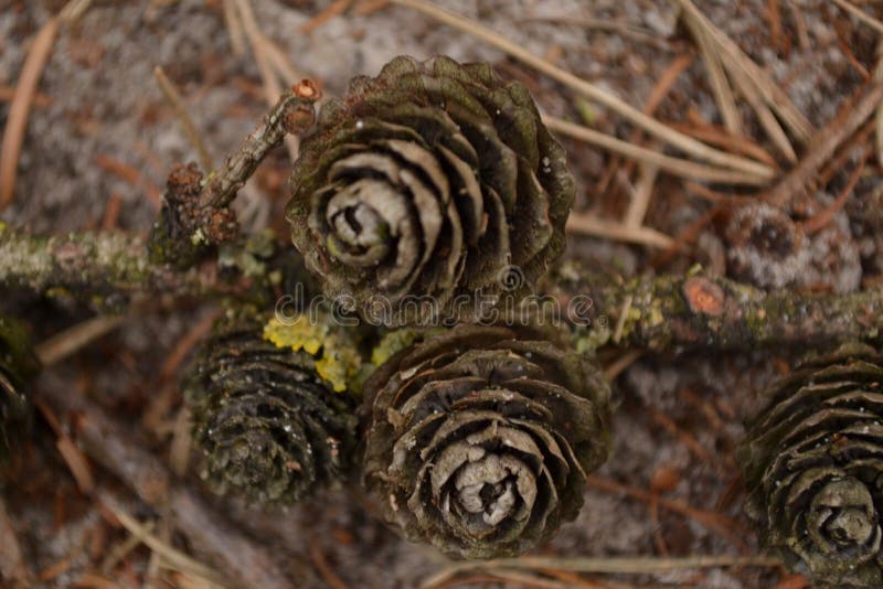 Fallen Pine Cone, Fall Colors Stock Image - Image of fall, colours ...